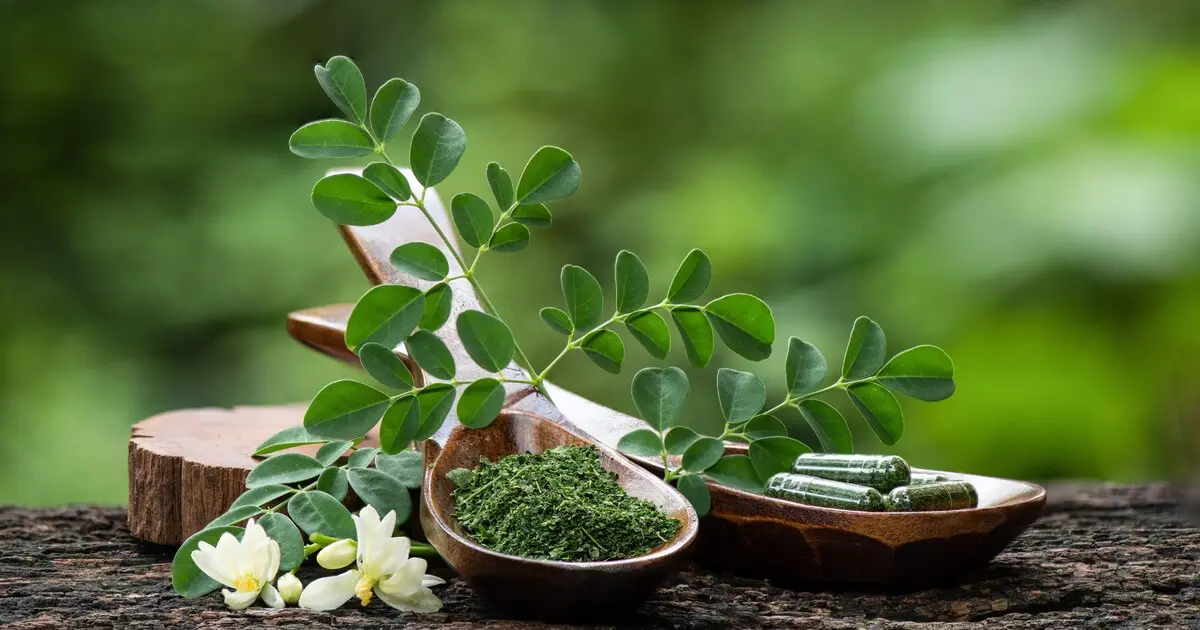 Qué cuidados necesita un árbol de moringa adulto para crecer sano