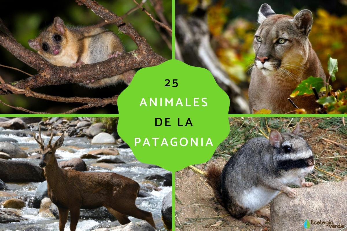 Qué animales habitan en el bosque andino patagónico de Argentina